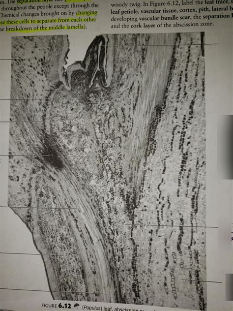 Diagram Of Abscission Zone 6 12 Quizlet