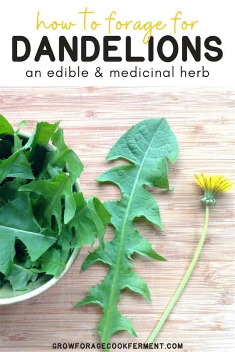 Dandelion Foraging Identification Look Alikes And Uses Dandelion