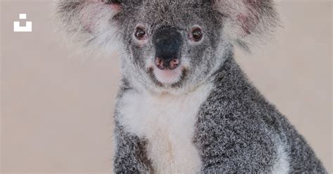 흰색 바탕에 코알라의 클로즈업 사진 Unsplash의 무료 회색 이미지