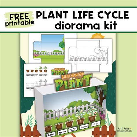 Life Cycle Diorama Artofit