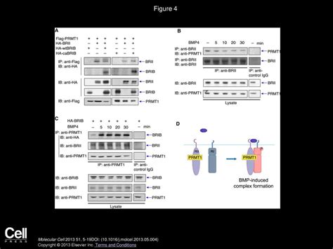 Arginine Methylation Initiates Bmp Induced Smad Signaling Ppt Download