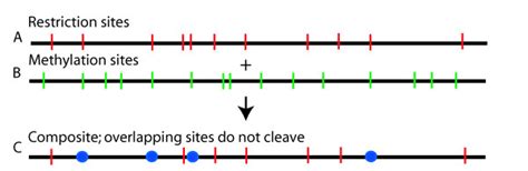 Strategies For Detection Dna Methylation Using Restriction Enzymes