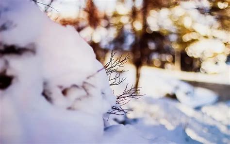 雪地阳光宽屏壁纸PNG图片素材下载 图片编号qrvaxxbe 免抠素材网