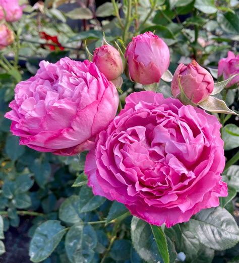 Rosa Alexandra David Néel Vittori Vivai Forlì Cesena