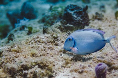 10 Facts About Seagrass You Probably Didnt Know