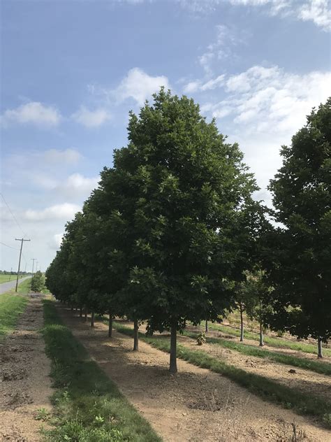 Acer Saccharum Sugar Maple Commemoration Dr Snell Wholesale