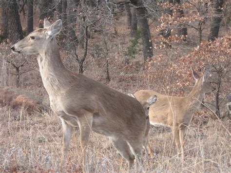 Looking For Deer Protection Fencing Tips And Ideas For Upcoming Months Lawn Care Forum