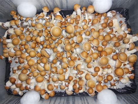 Trichoderma Before It Turns Green Mushroom Cultivation Shroomery Message Board