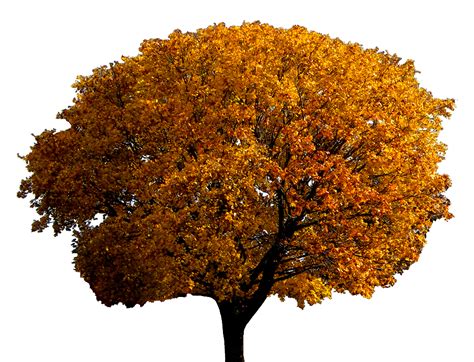 Tree Png Images Free Download Pngfre