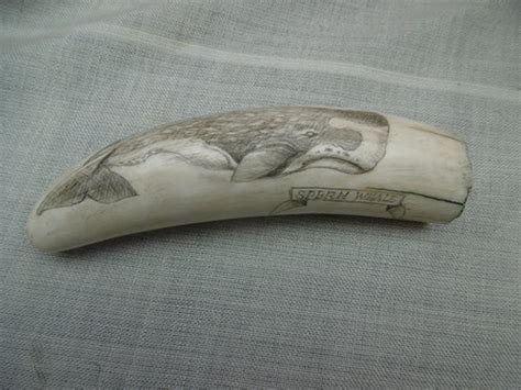 No494 Sperm Whale Depiction Tooth Bonds Nautical