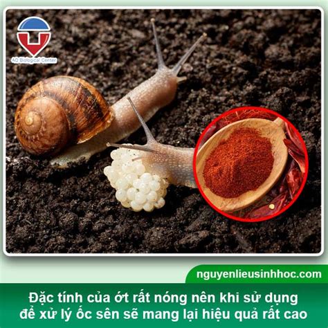 Cách Diệt ốc Sên ăn Rau Triệt để Hiệu Quả Không độc Hại