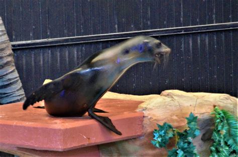 アドベンチャワールドで楽しむ、動物たちのライブを楽しむ、南紀白浜、14 花も色々楽しいカメラの散歩道で、