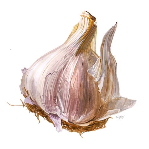 서울대에 있는 정지호님의 핀 야채 그림 마늘 식물 드로잉