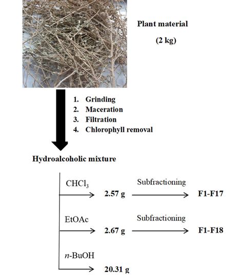 Experimental Maceration And Subfractioning Flowchart Performed On A