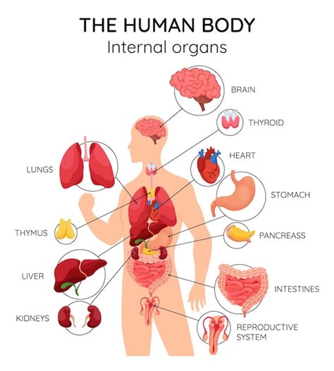 Internal Organs Of Human Body Medical Info Graphics Education Scheme