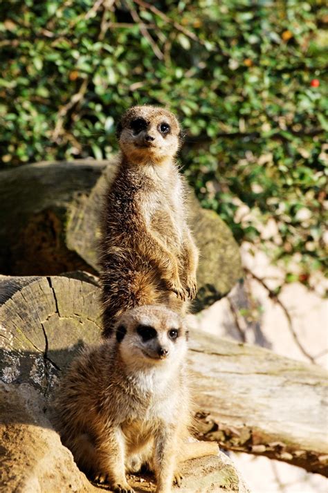Free Images Rock Animal Wildlife Standing Zoo Mammal Fauna