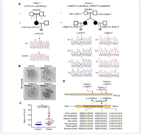 Identification Of Biallelic Variants In Mos In Infertile Women With Download Scientific Diagram