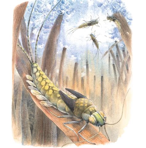 Mayfly Life Cycle
