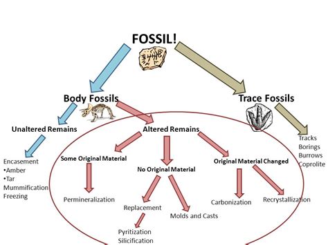 The Fossilization Flow Chart Ppt Video Online Download