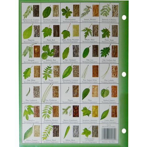 Tree Leaf Identification Chart Leaf Spotting American Scientist