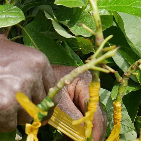 Ilula Orphan Program Tanzania Home Facebook