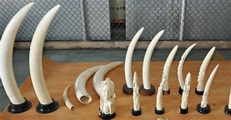 외교부 이번엔 밀수 재외공관장 코끼리 상아 16개 몰래들여와