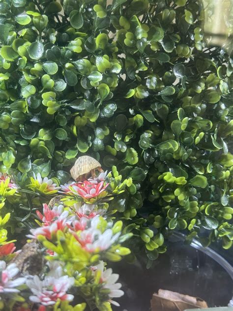 Loner Lucy Sleeping Soundly R Hermitcrabs