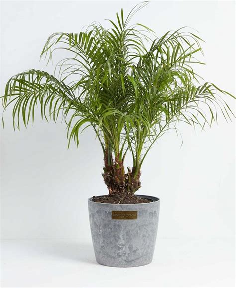 Lively Root Pygmy Date Palm Phoenix Roebelenii Live Plant 10 Earl
