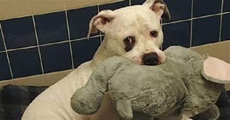 Cucciolo Stringe Il Suo Peluche Delefante Mentre Attende Di Essere