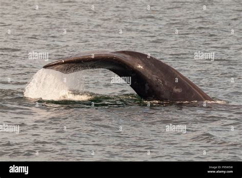 North Atlantic Right Whale Fluke Eubalaena Glacialis Off Grand