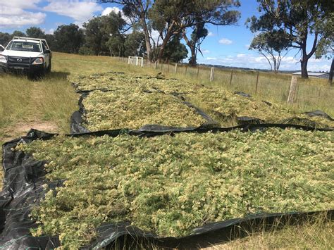 Diversity Native Seeds Diversity