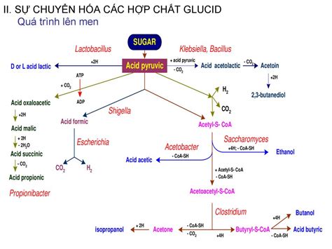 Trao đổi saccharide Sự phân giải saccharide ppt κατέβασμα