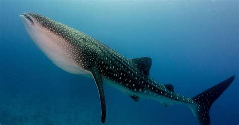 کوچک‌ترین و بزرگ‌ترین موجودات بیشتر زیست‌توده زمین را تشکیل می‌دهند