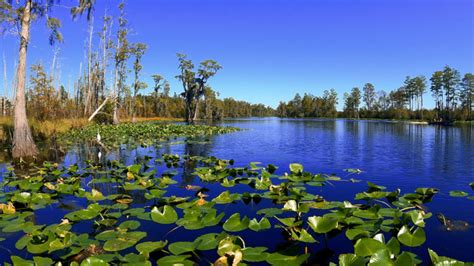 A Boat Tour Of The Okefenokee Swamp RV Lifestyle Repair