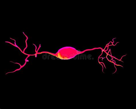 Neuroni Bipolari Illustrazione Di Stock Illustrazione Di Digitale