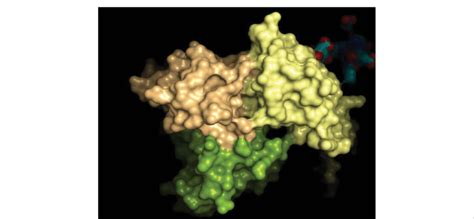 The Hla Cd8 Complex 1akj Crystal Structure Hla Yellow Cd8 Domains