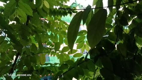 প্রকৃতি আজ সকাল থেকে সেজেছে আপরুপ সাজে Youtube