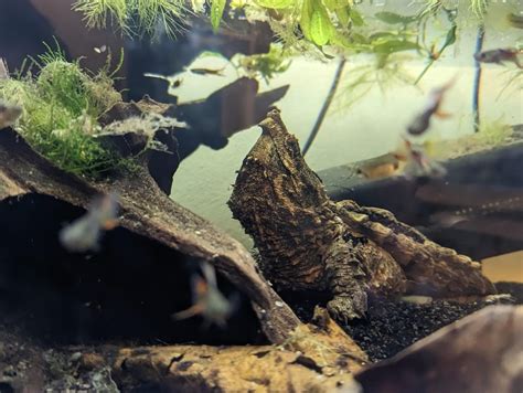 My Little Dragon Rturtles