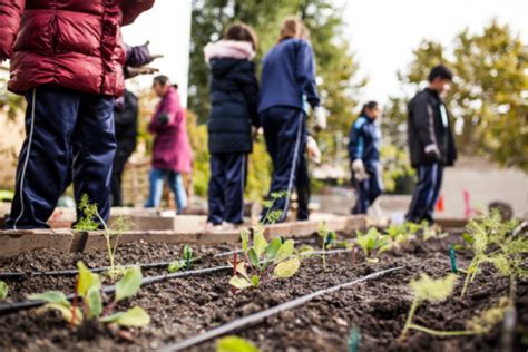 How To Start And Maintain A School Food Garden Ten Event Brimbank News