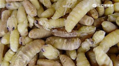 獨家／呂孫綾狂嗑「怪蟲」 嚇到管碧玲花容失色 政治 三立新聞網 Setncom