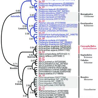 Maximum Likelihood Phylogenetic Tree Based On RbcL Gene The