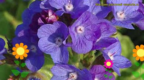 Анхуза итальянская Лоддон Ройалист. Краткий обзор, описание anchusa ...