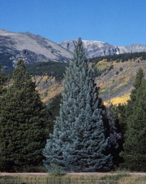 Colorado Blue Spruce Dnrc Montana Conservation Seedling Nursery