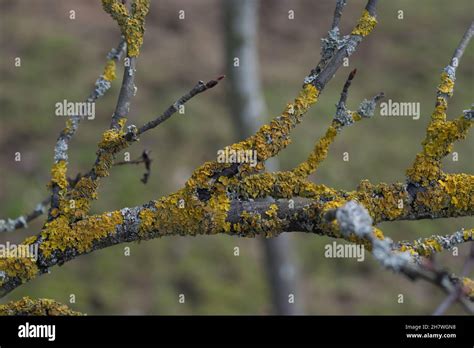 A Close Up Of A Tree Branch Whose Bark Is Infested With Golden Shield