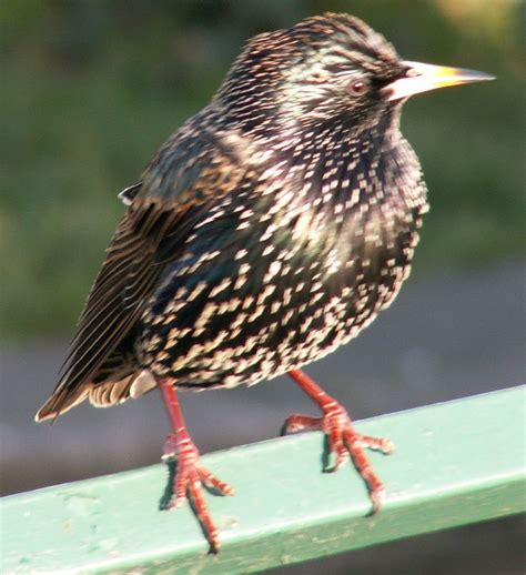 File Star Vogel Db