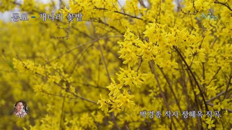 동요 개나리 꽃밭 Youtube