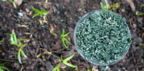 Qué Son Los Hongos Trichoderma Y Cómo Utilizarlos En El Cultivo De Las