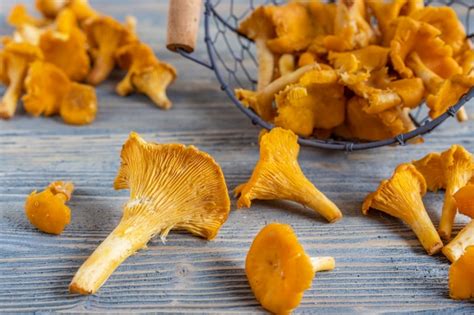 Pfifferlinge Eindeutig Erkennen Merkmale