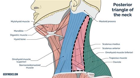 Posterior Triangle Of The Neck Structure At Mike Fahey Blog