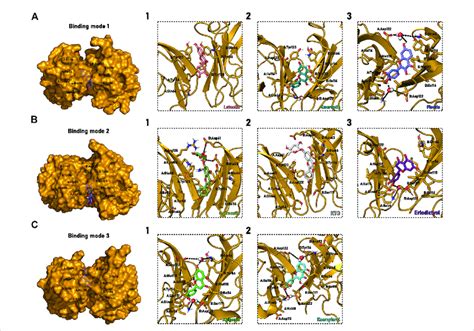 Flavonoids Selected Binding Mode In The Cavity Between The Monomers Download Scientific Diagram